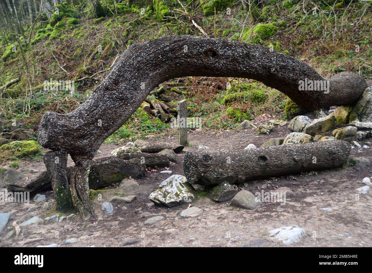 Hammered Coins on the Money Tree on the Ingleton Waterfalls Trail ...