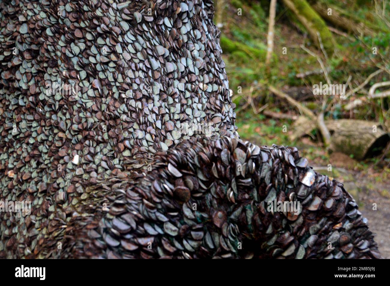 Close up of Hammered Coins on the Money Tree on the Ingleton Waterfalls ...