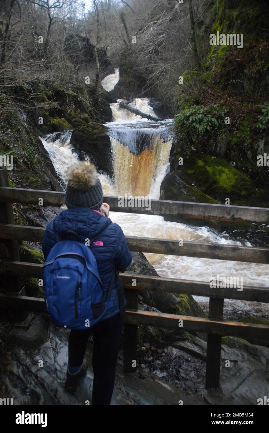 Woman Taking Photos of Pecca Falls in the River Twiss on the Ingleton ...