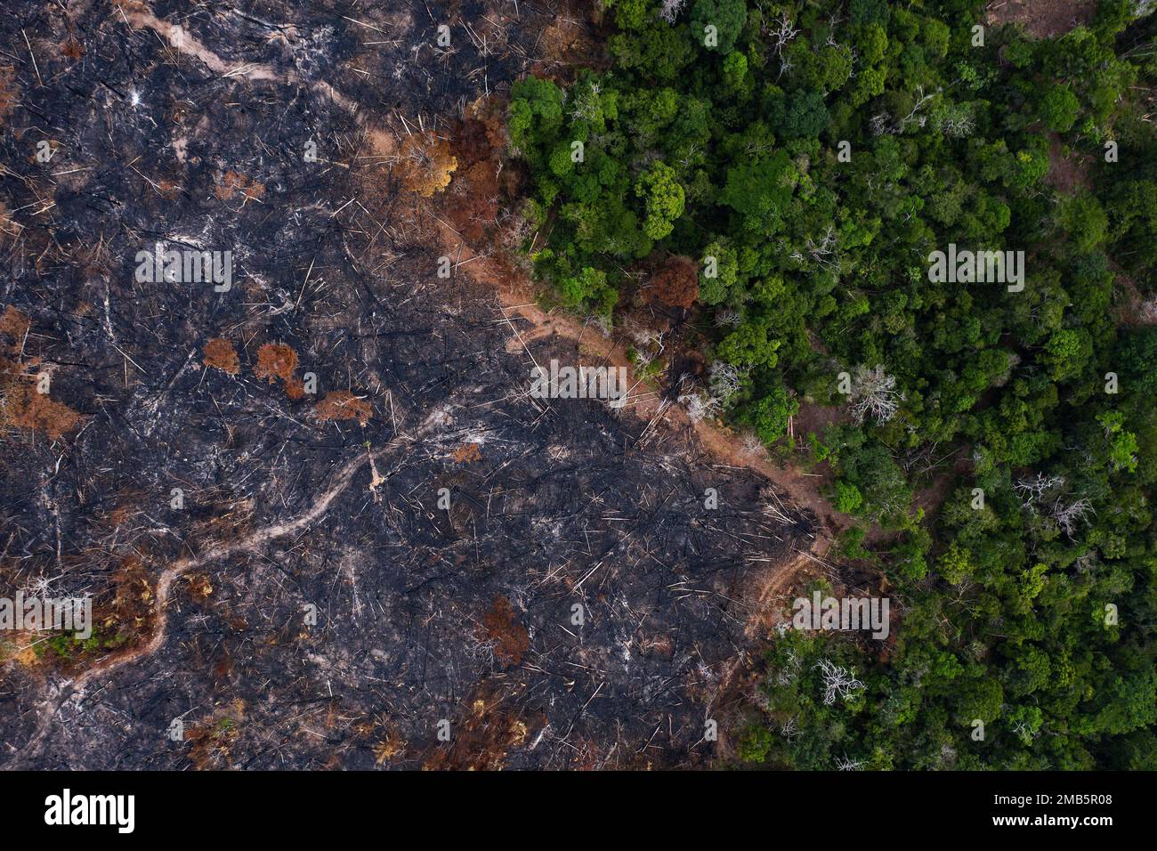 FILE - Trees stand alongside a burned area, left, of the Amazon ...