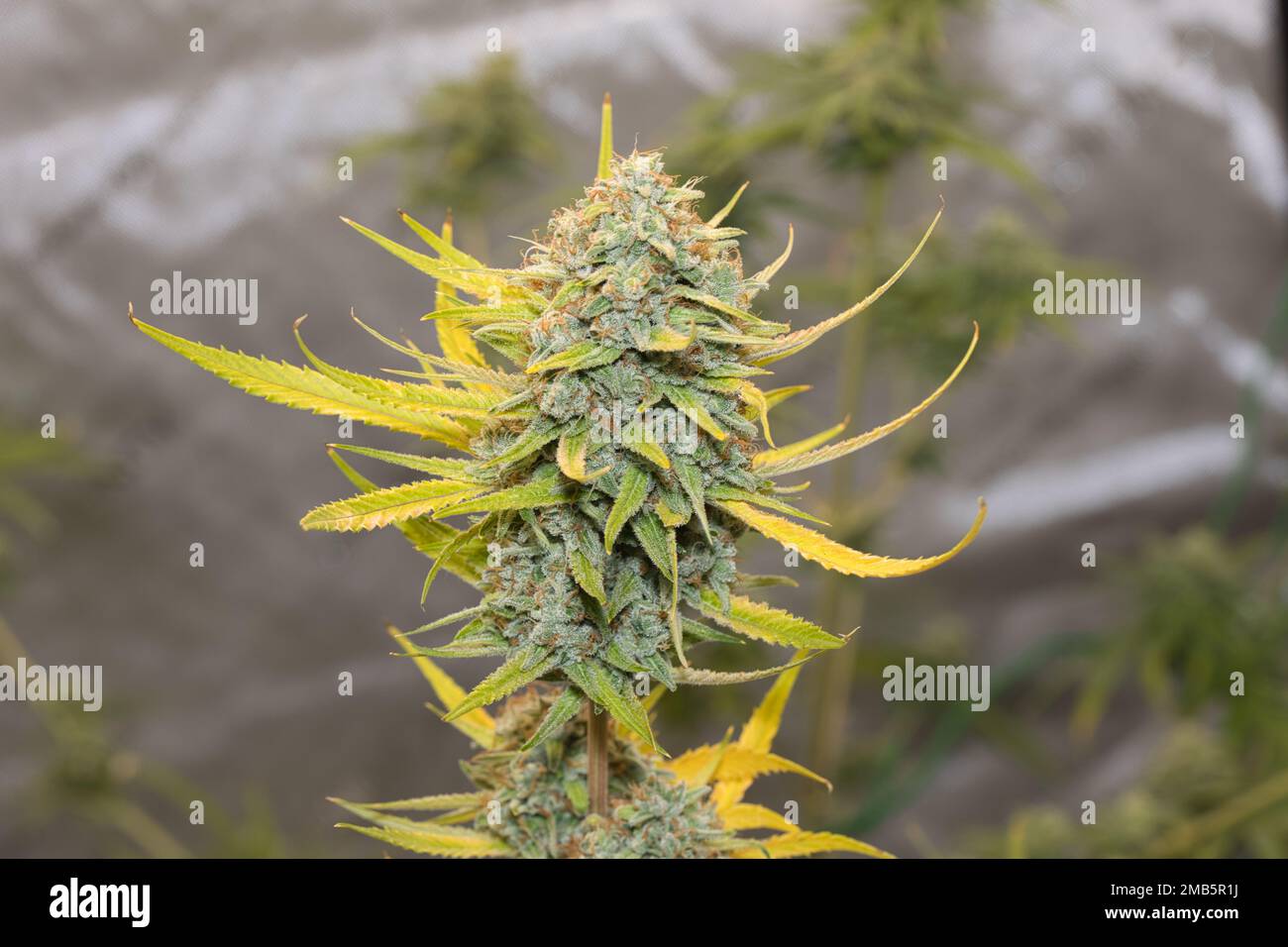 An image of a single branch of marijuana in the blurred background ...