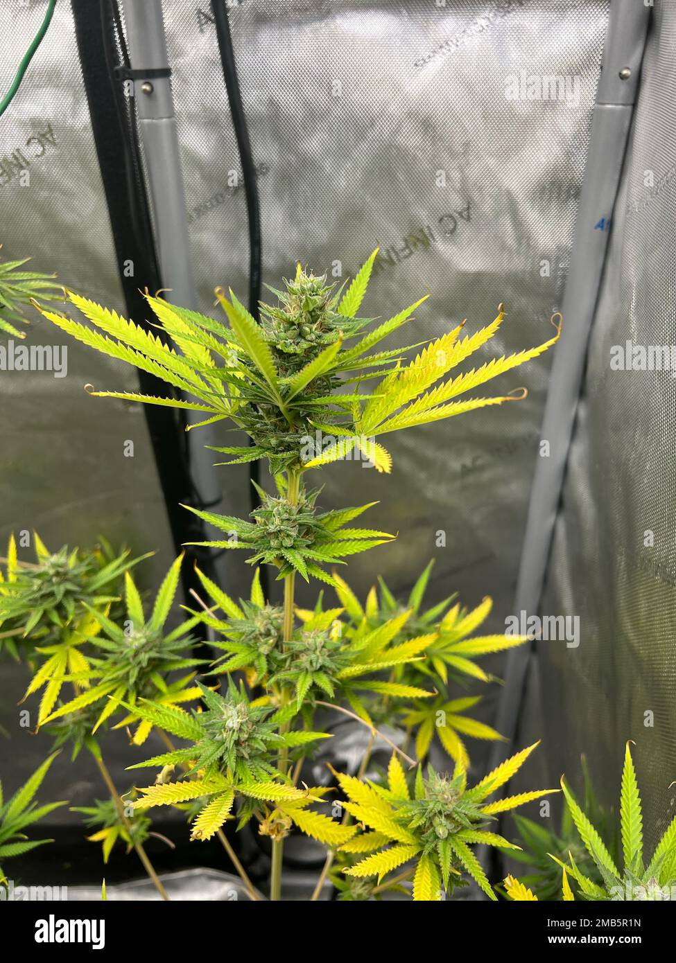 An image of a single branch of marijuana in the blurred background ...