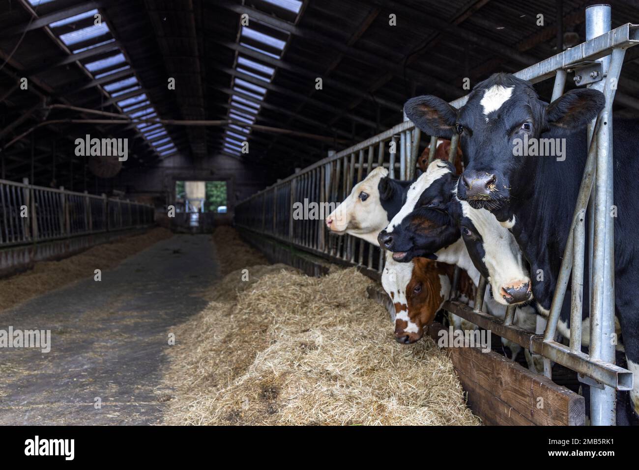 Heifer inside in barn eating hay, straw in a stable, group of young ...