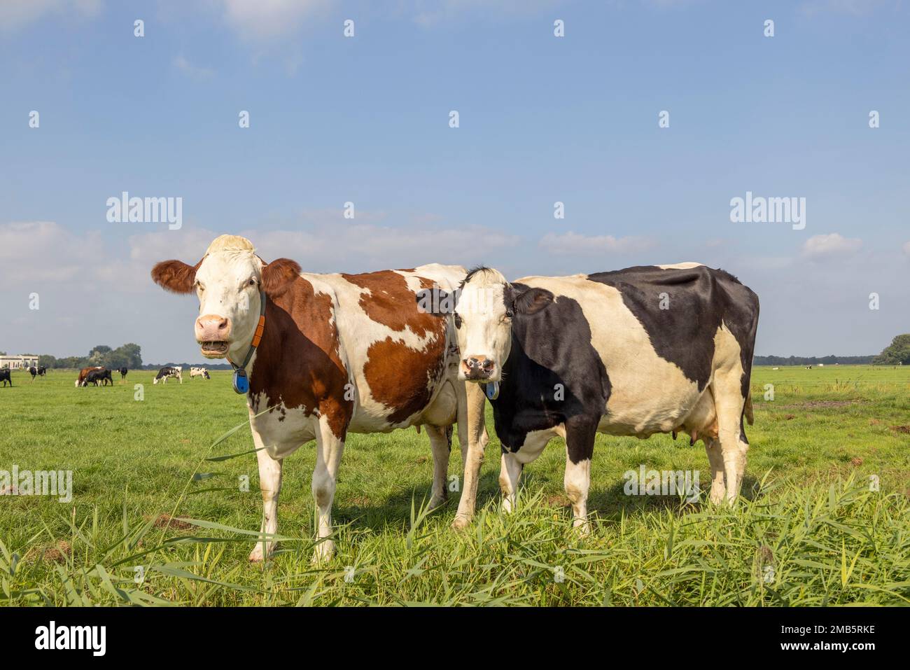 2 cows black red and white, standing upright side by side in a field ...