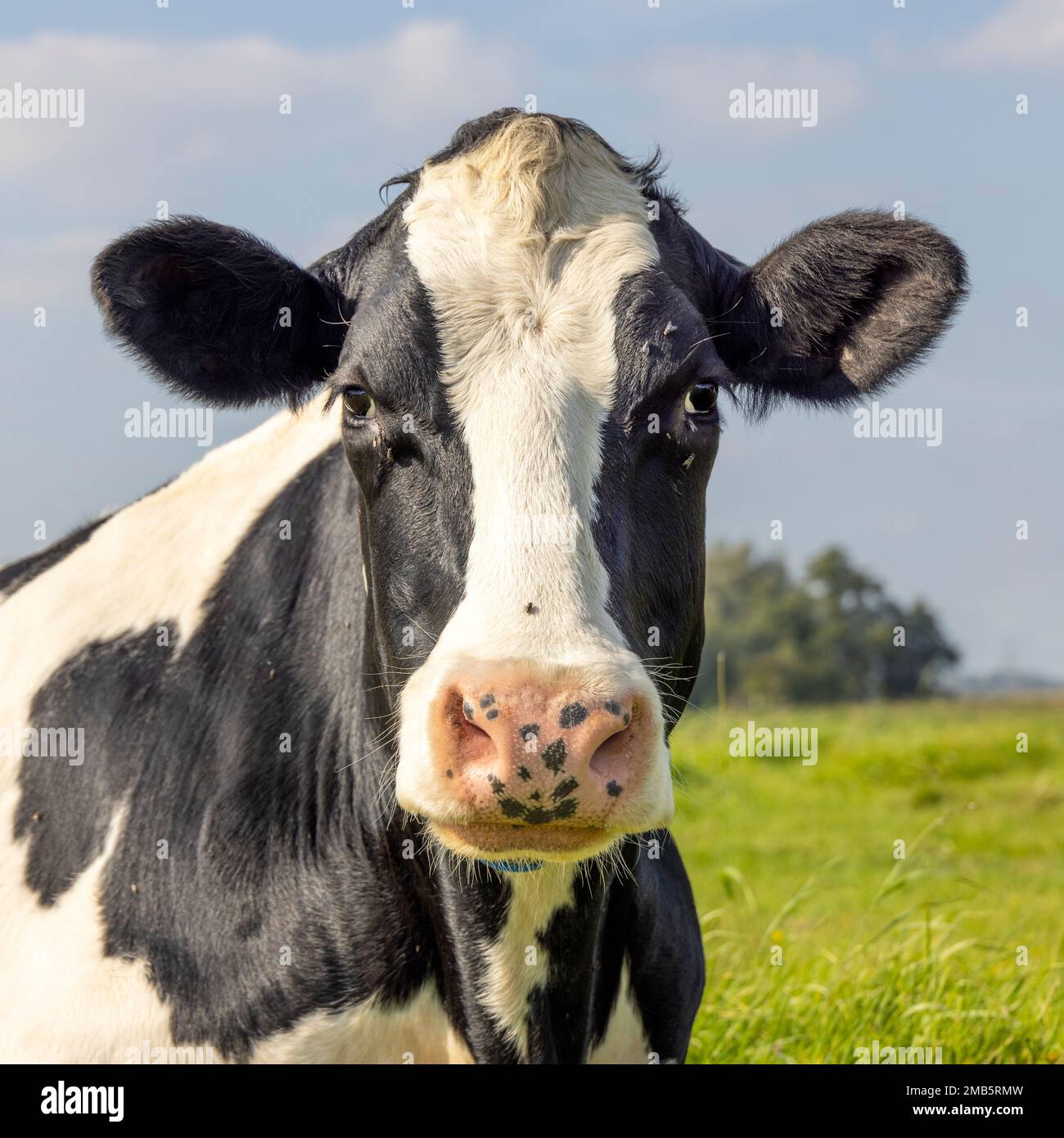 Mature cow black and white, looking sad with pink nose, front view and ...