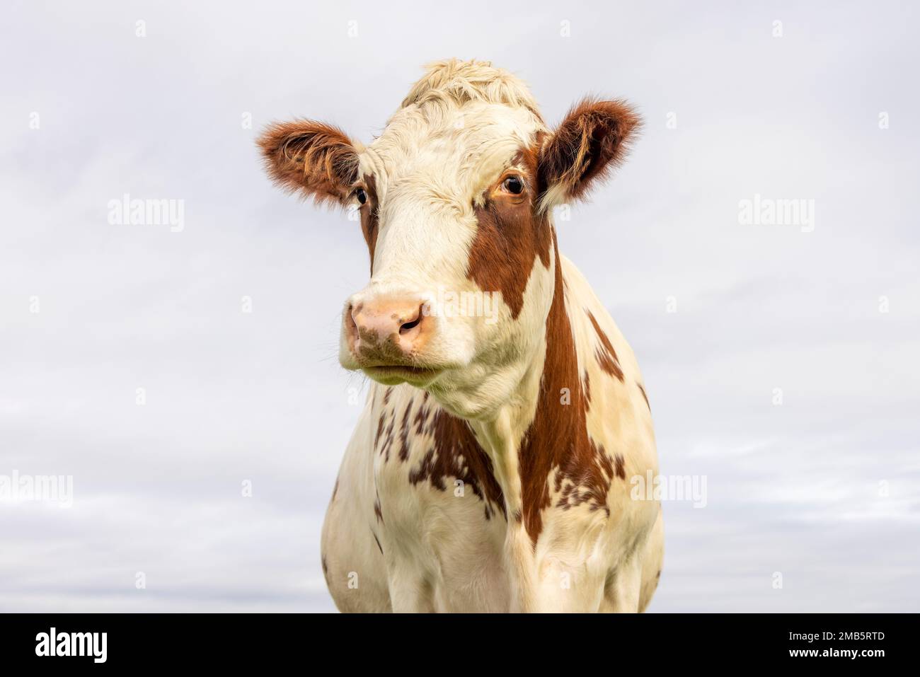 Cow portrait, a cute and calm red bovine, white blaze, pink nose and ...