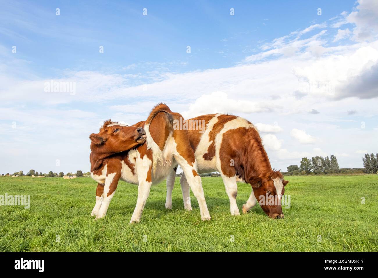 Cow itch hi-res stock photography and images - Alamy