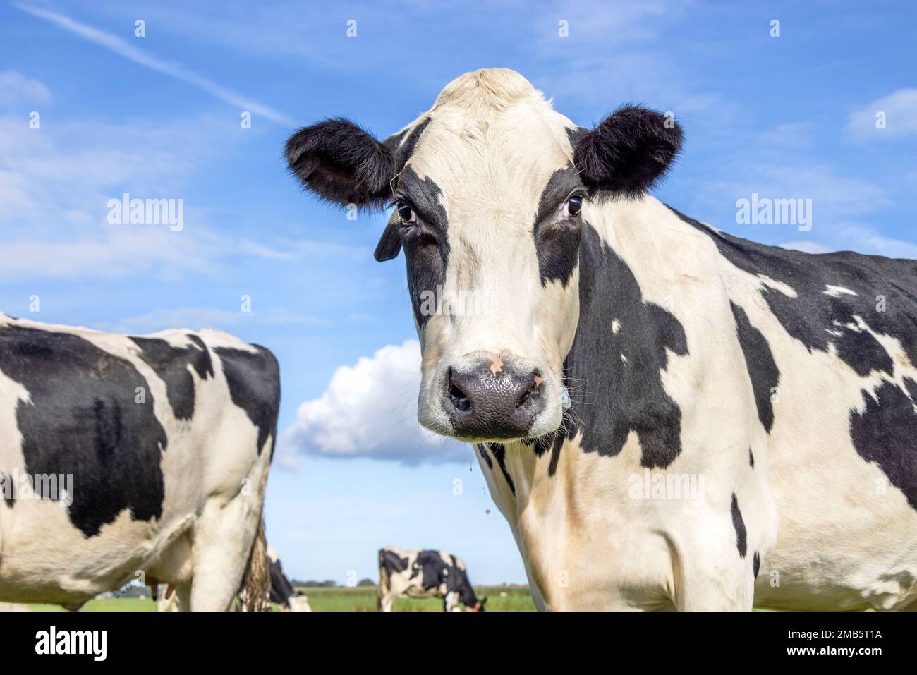 Cute cow, black and white in front of a blue sky, head looking at ...