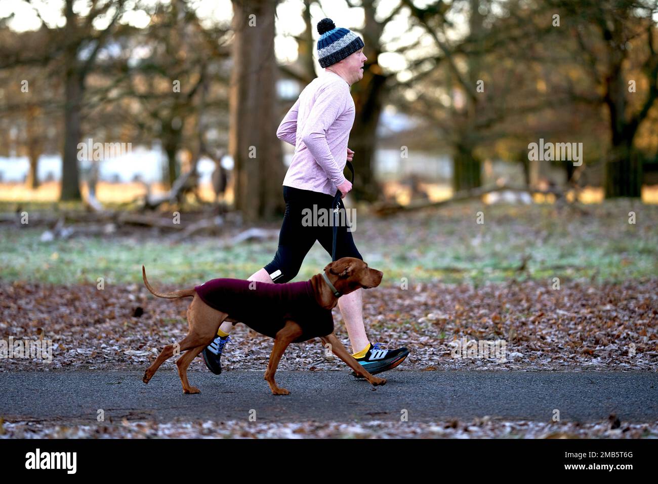 A early morning runner out with their dog in Bushy Park in London ...