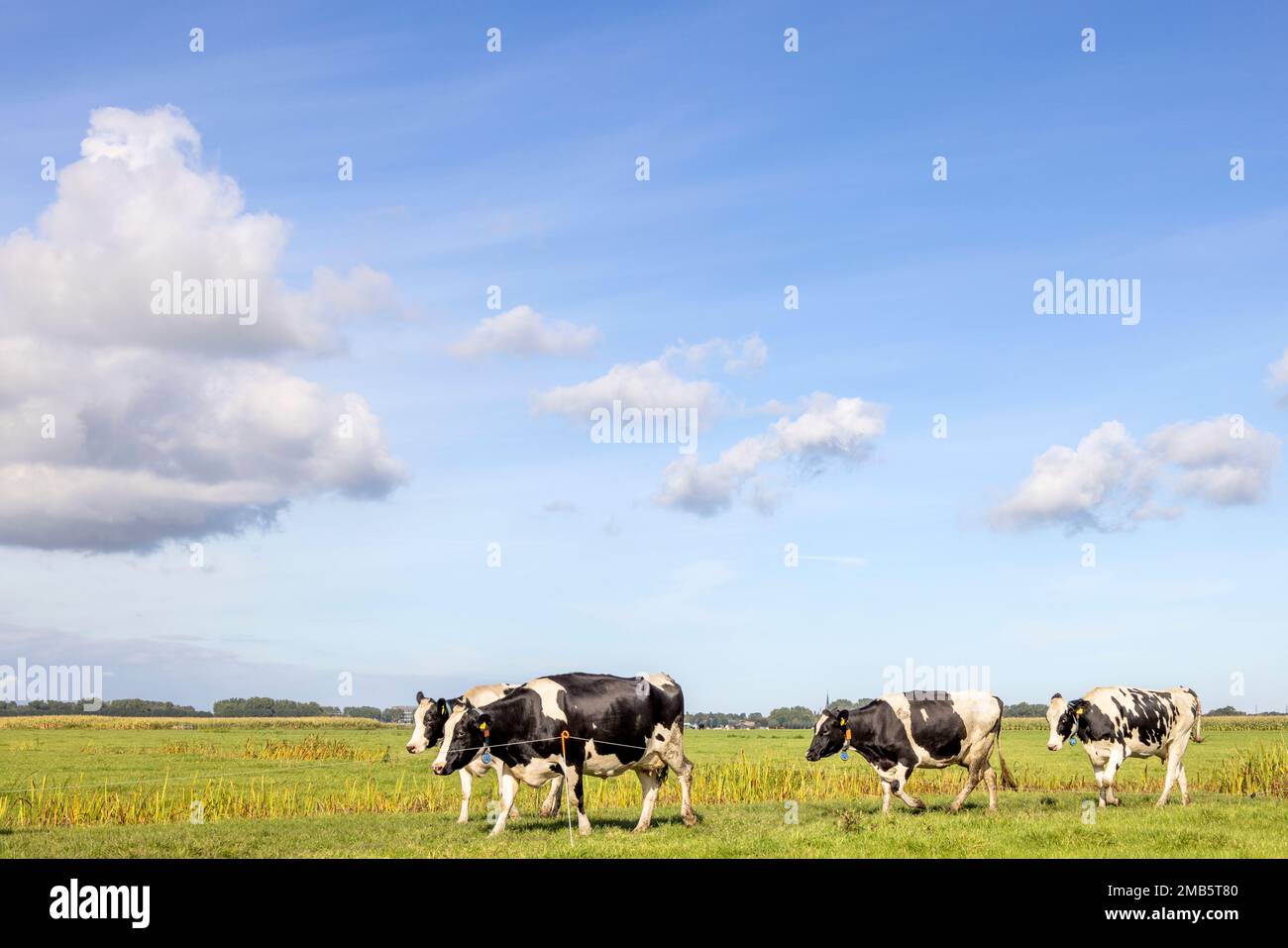 Cows walking in a pasture under a blue sky with clouds, herd in a row ...