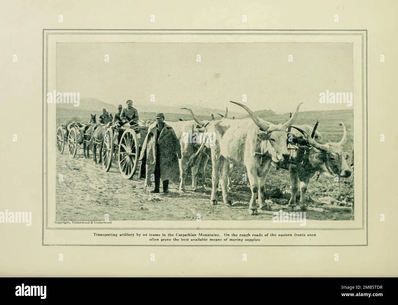 Transporting Artillery by Ox Teams in the Carpathians from the book The ...
