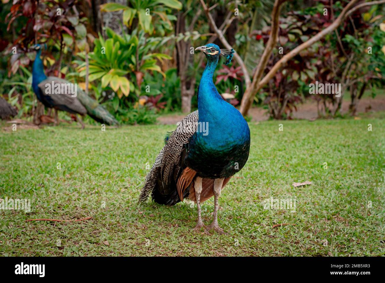 Garden eden hi-res stock photography and images - Alamy