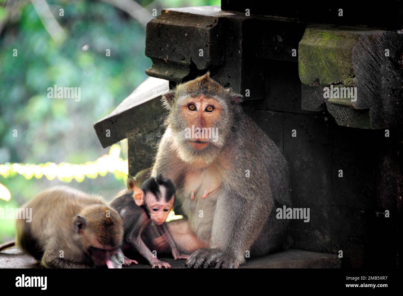 Group of monkeys at Padang Padang Beach in Bali, Indonesia Stock Photo ...