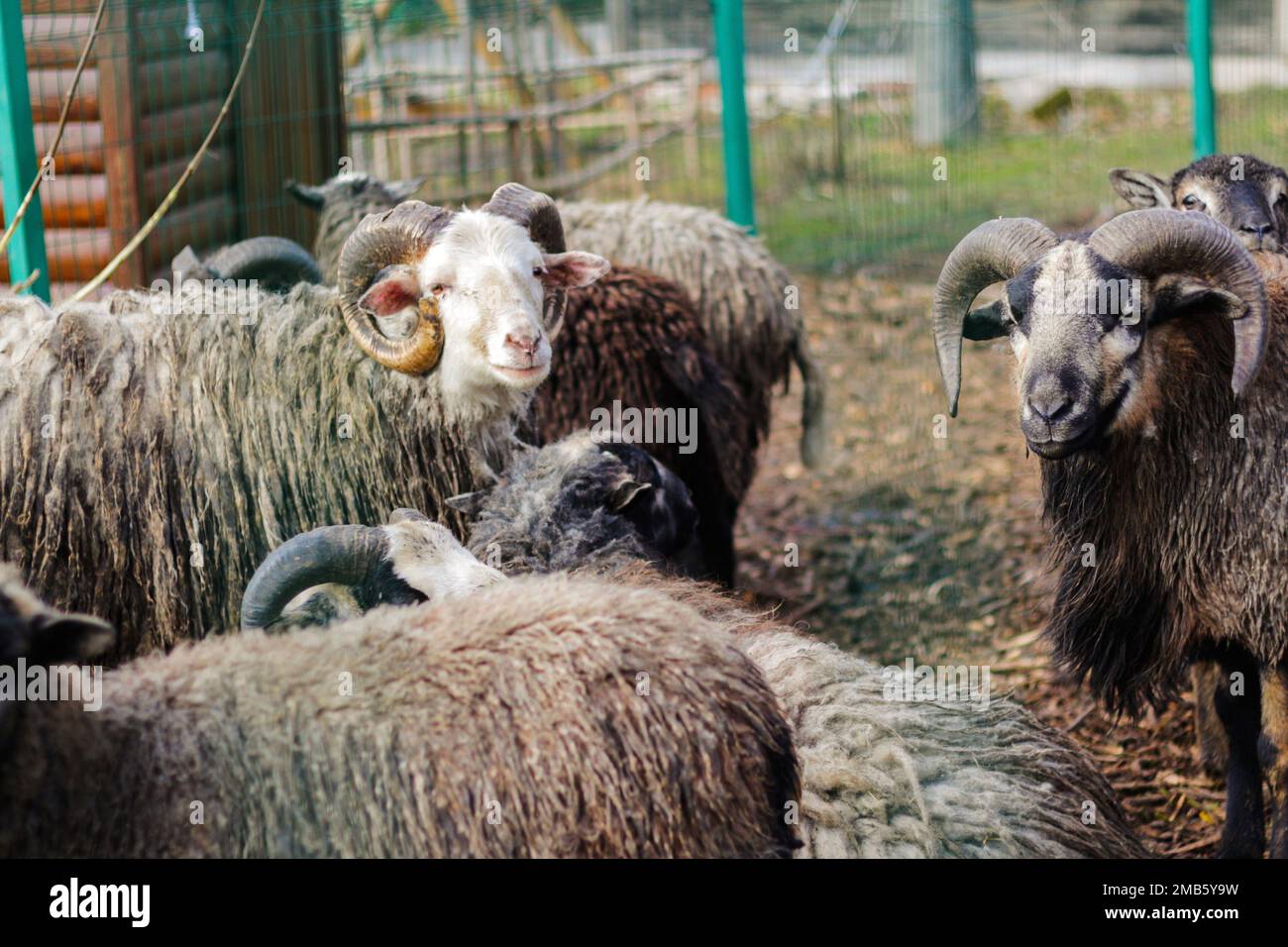 Ram black and white in zoo. Close up of head and horns of a wild big ...
