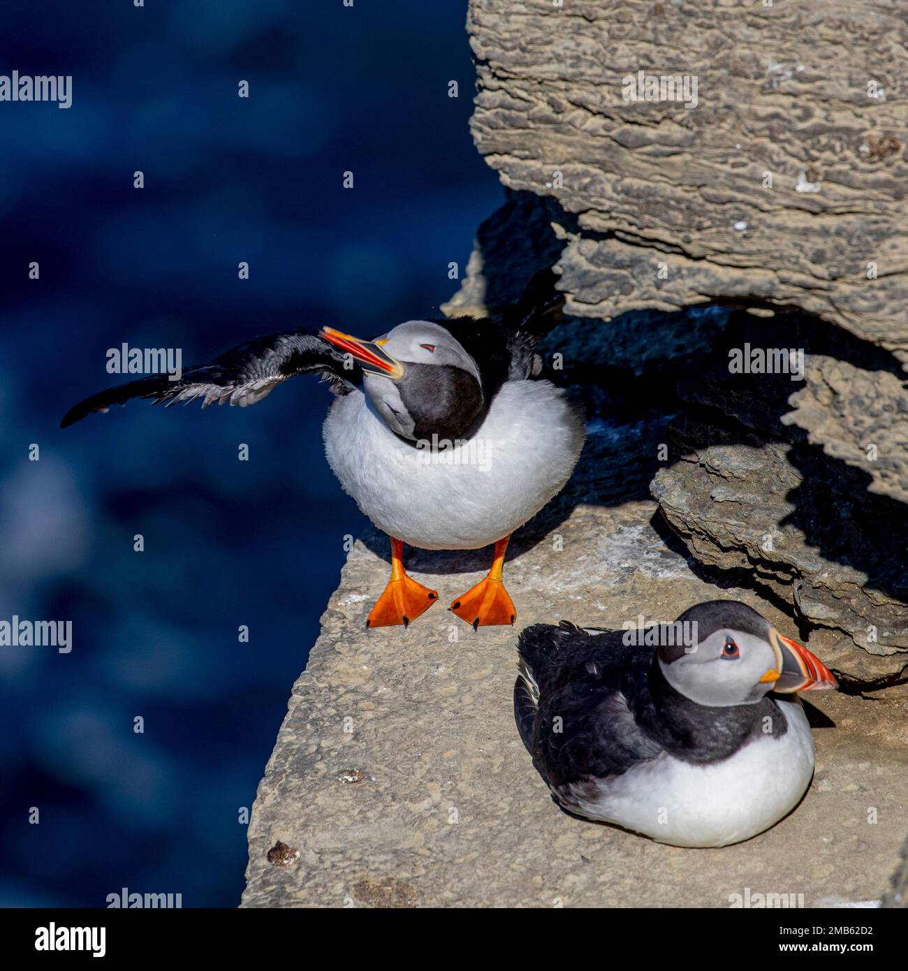 Marwick head puffin hi-res stock photography and images - Alamy