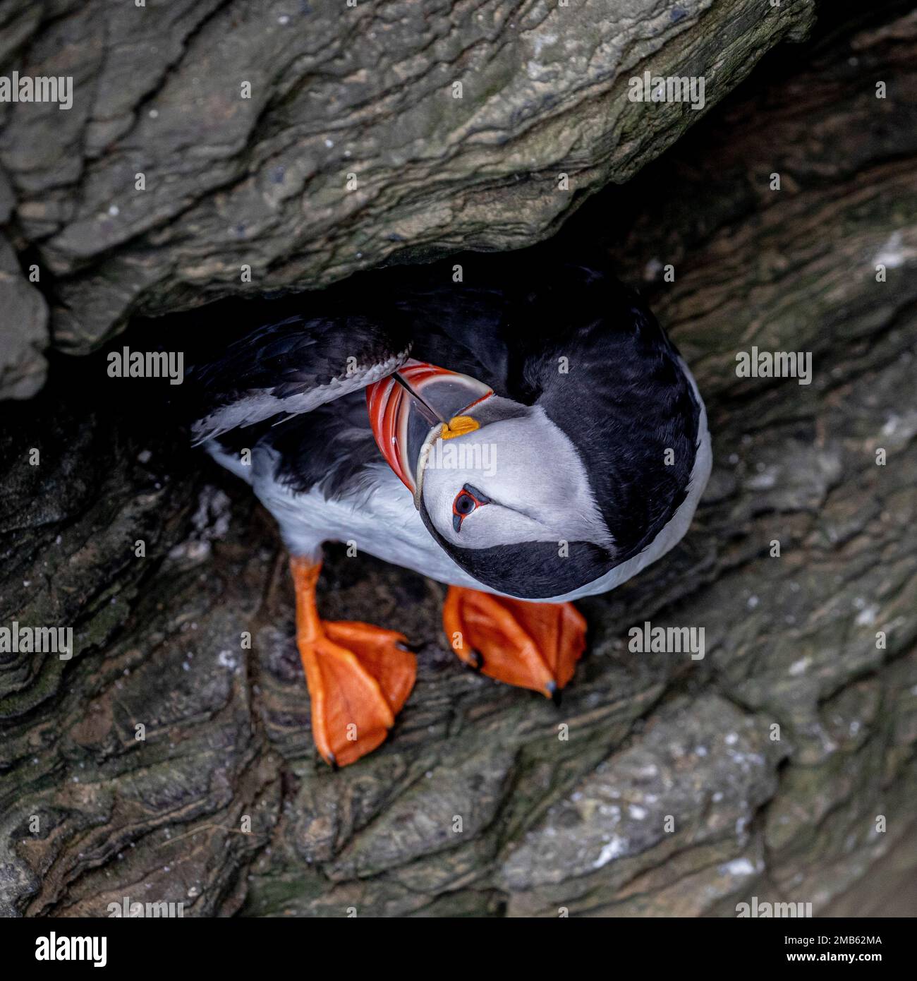 Puffins, Marwick Head, Orkney Stock Photo - Alamy