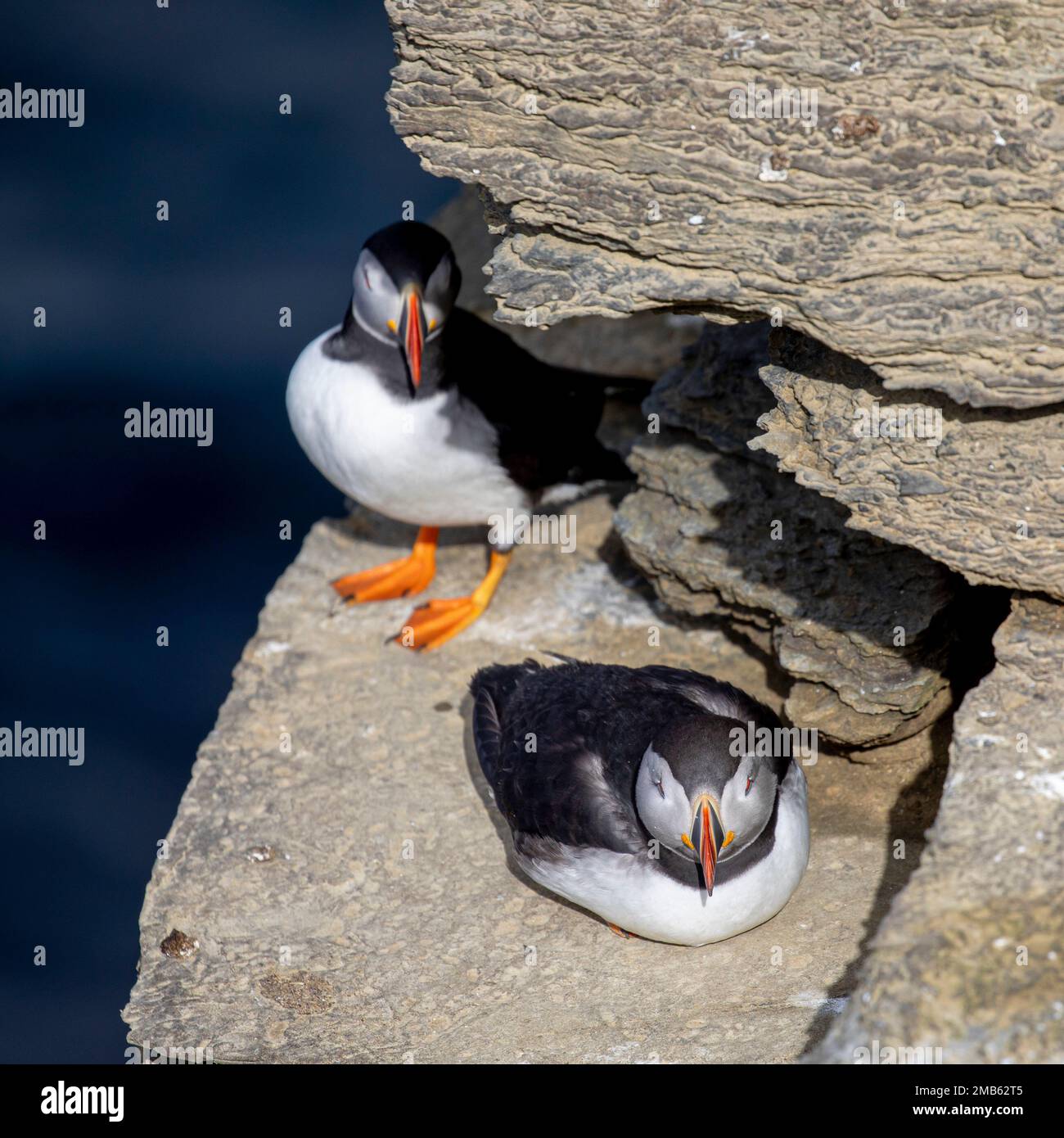 Marwick head puffin hi-res stock photography and images - Alamy