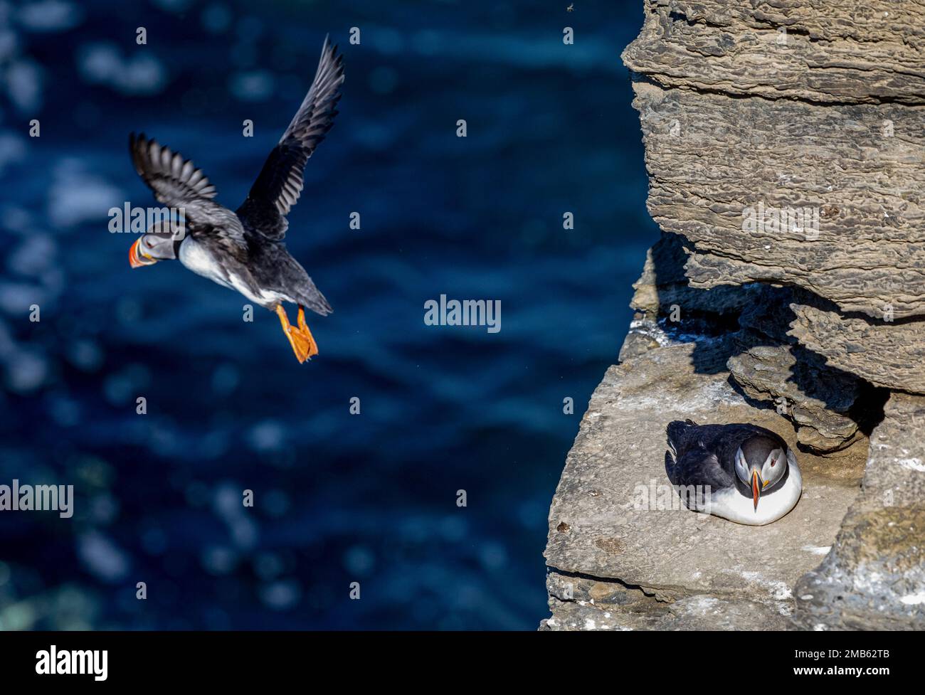 Puffins, Marwick Head, Orkney Stock Photo - Alamy