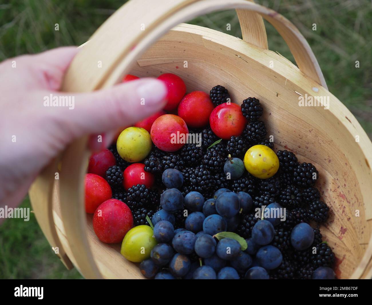 Hand holding a wooden basket of brightly coloured foraged autumn fruits ...
