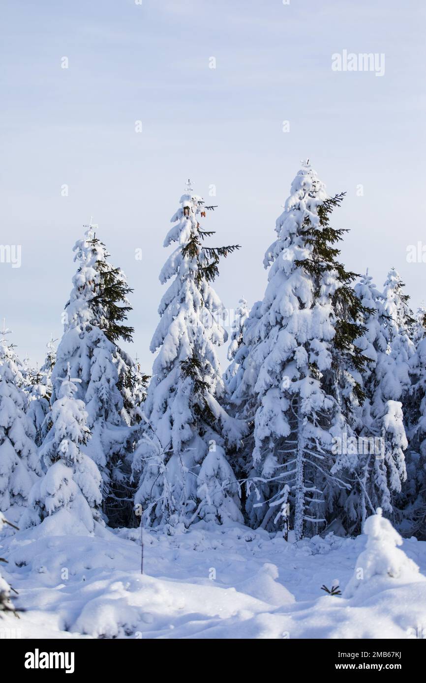 Fir trees in beautiful winter sunny weather overed with snow landscape ...