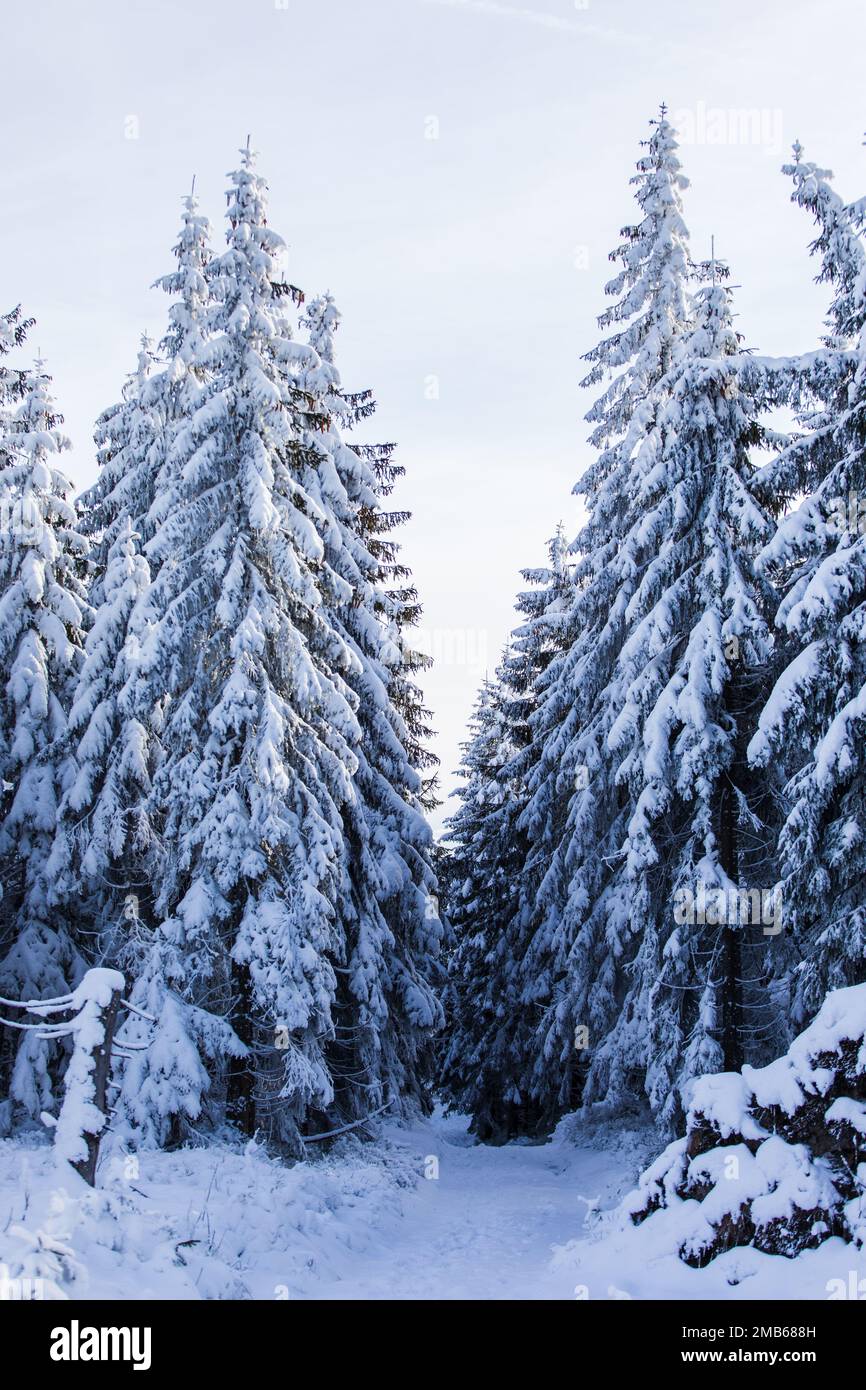 Winter landscape icy trees hi-res stock photography and images - Alamy