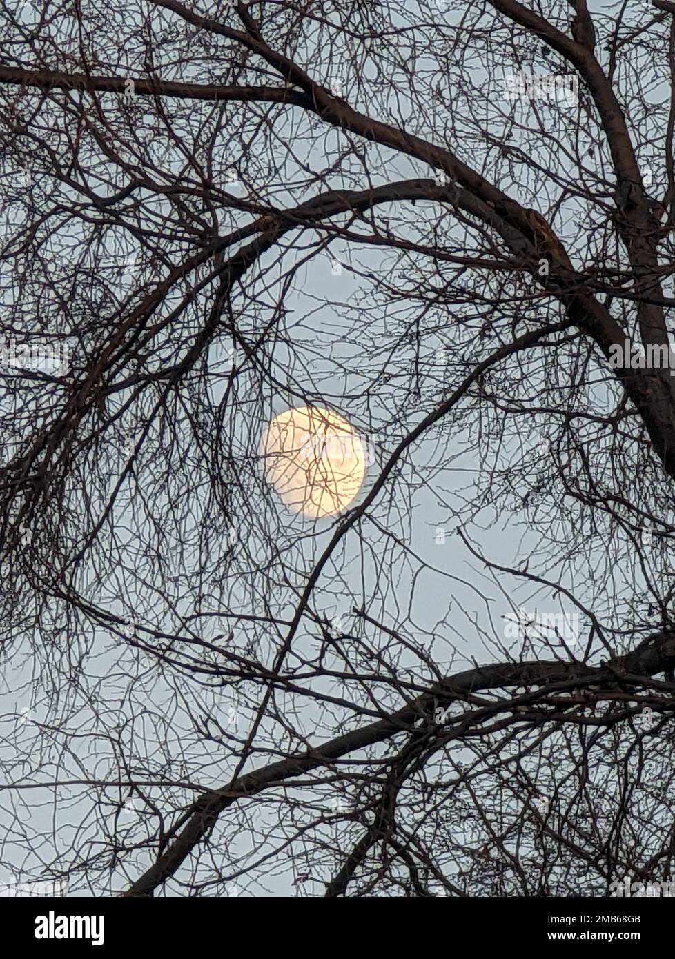 A vertical shot of the full moon and blue sky behind the dry branches of a tree Stock Photo - Alamy