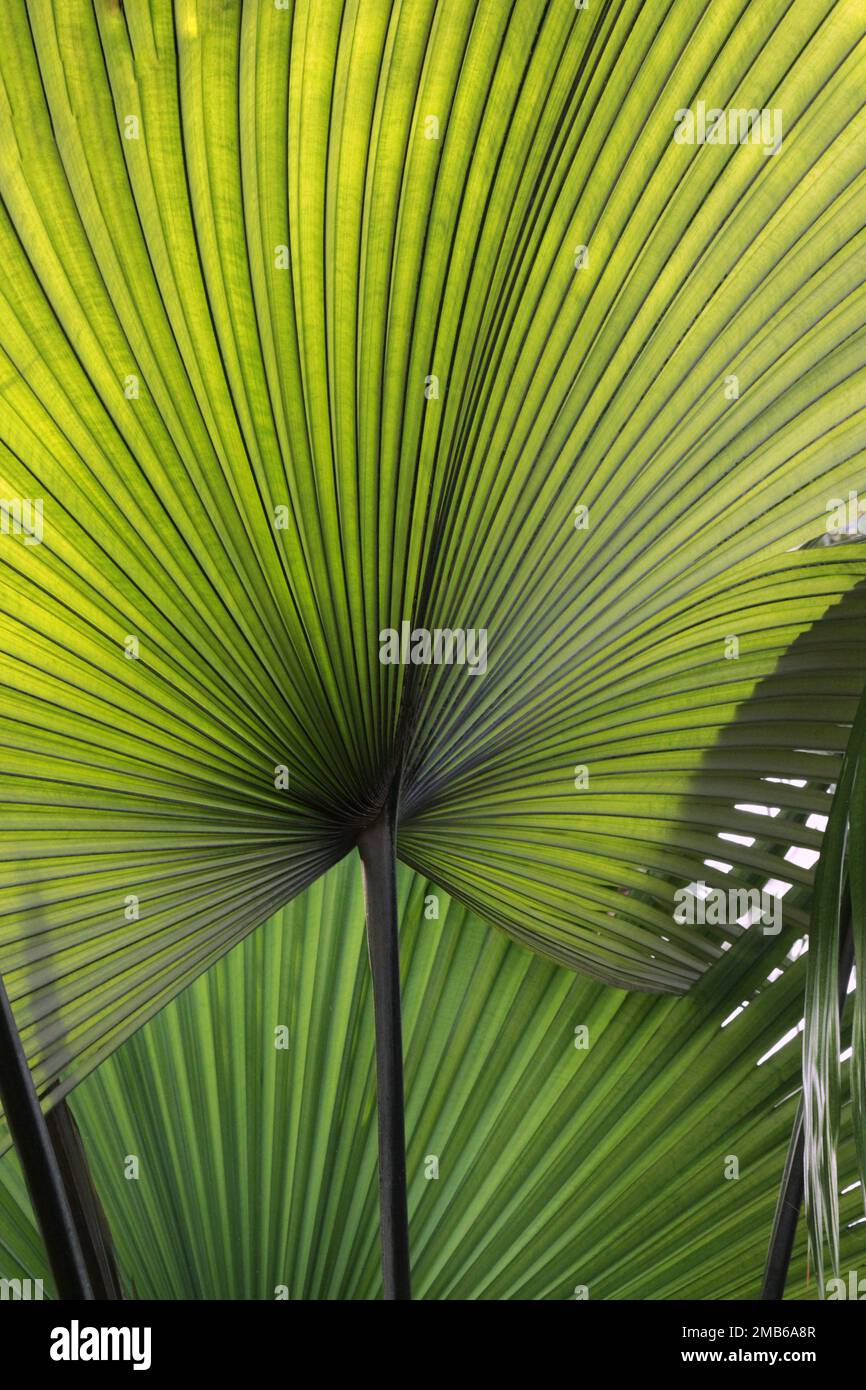 Full frame view of a tropical bright green palm tree leaf growing in ...
