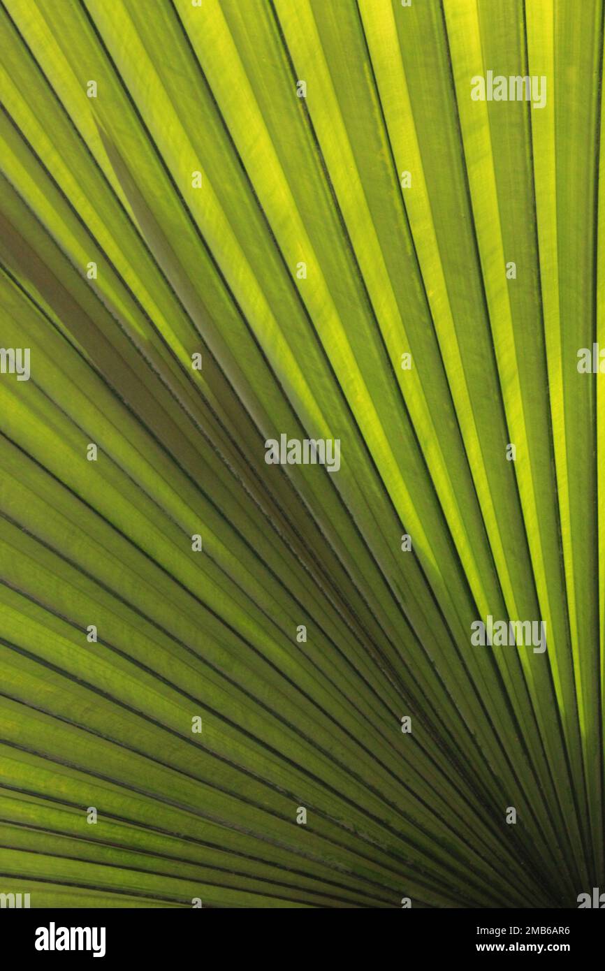 Full frame view of a tropical bright green palm tree leaf growing in ...