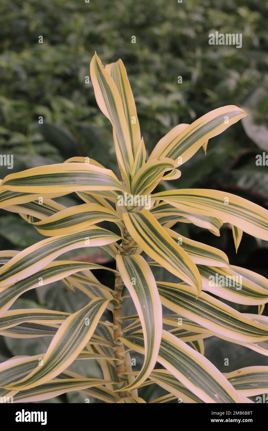 Leafy bright green tropical plants growing in the hot jungle Stock ...