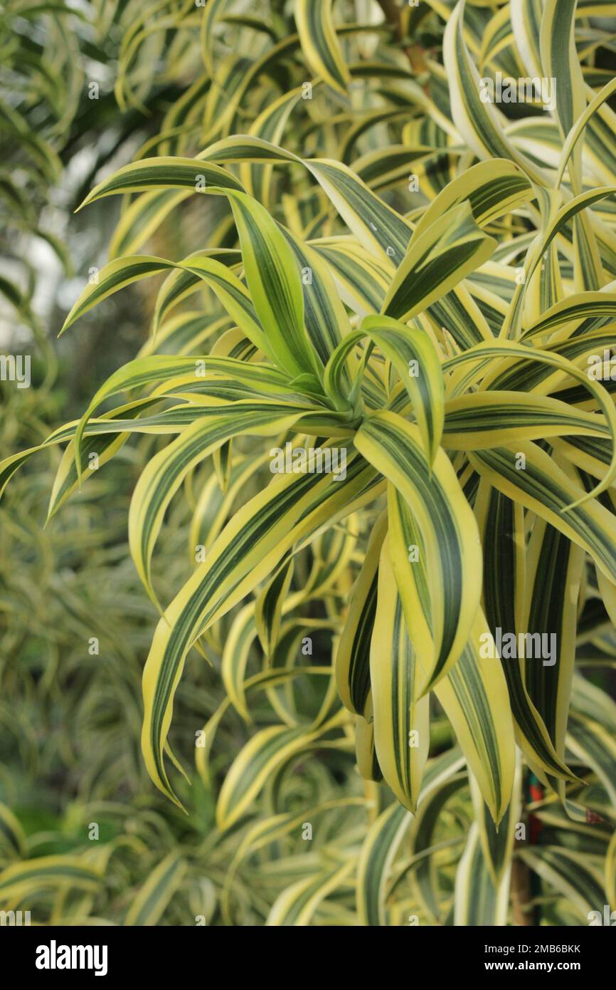 Leafy bright green tropical plants growing in the hot jungle Stock ...