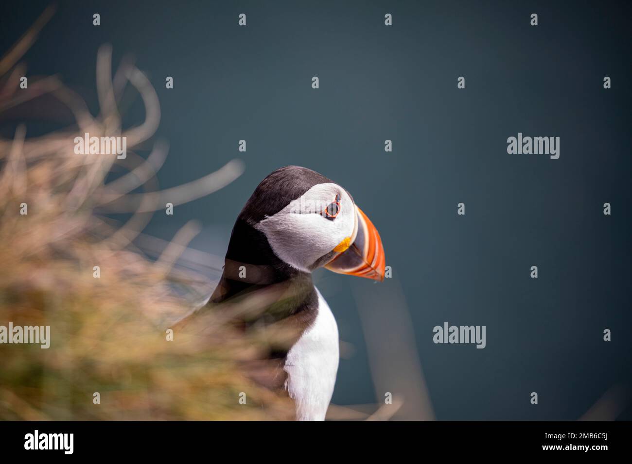 Puffins, RSPB Fowlsheugh, Aberdeenshire, Scotland Stock Photo - Alamy