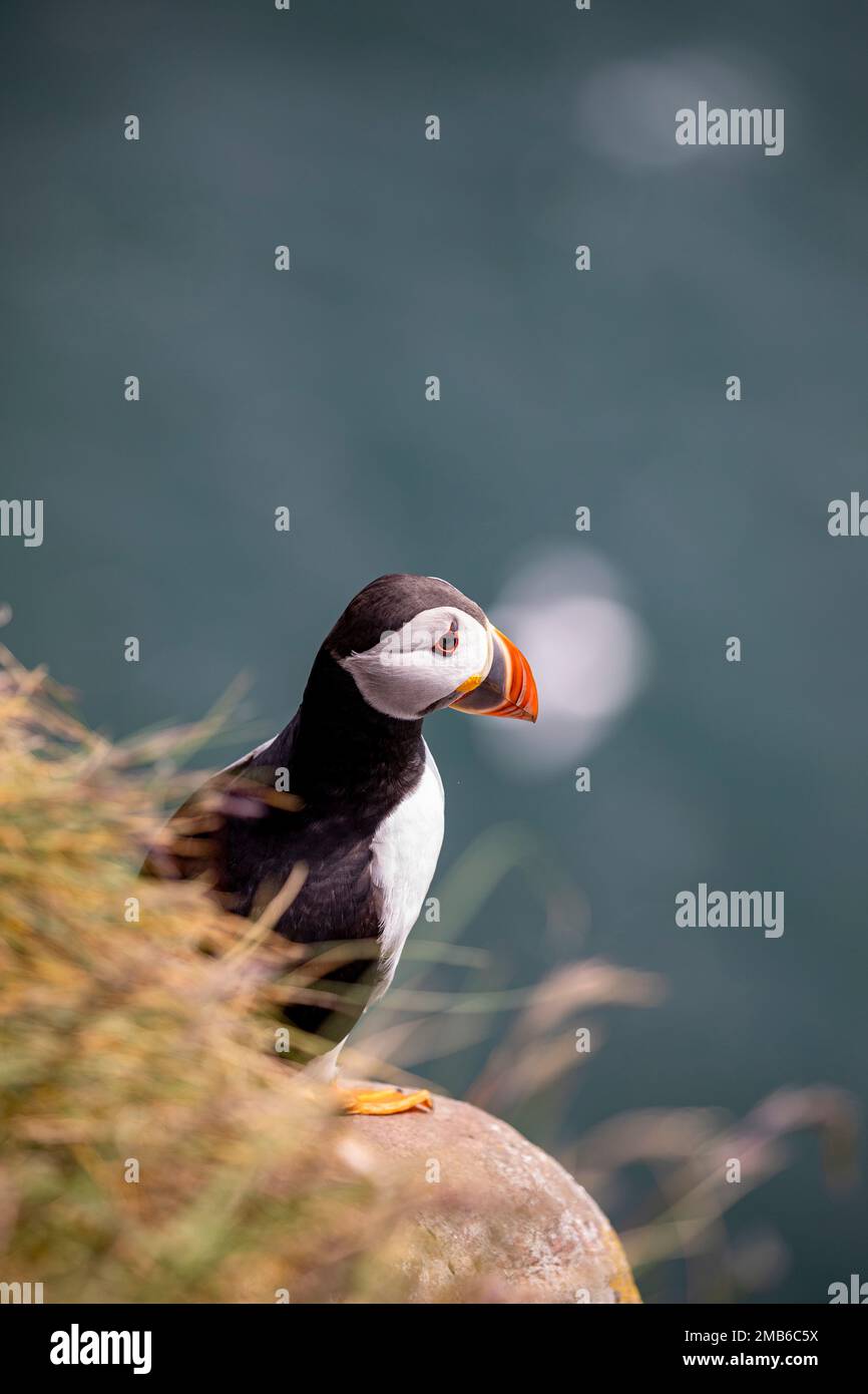 Puffins, RSPB Fowlsheugh, Aberdeenshire, Scotland Stock Photo - Alamy