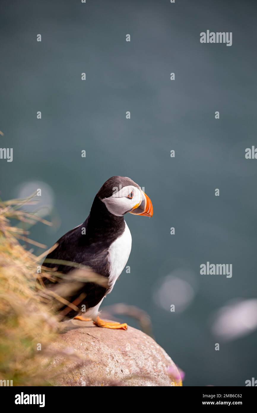 Puffin rspb fowlsheugh hi-res stock photography and images - Alamy