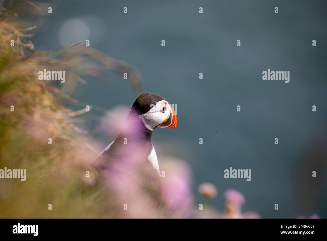 Puffins, RSPB Fowlsheugh, Aberdeenshire, Scotland Stock Photo - Alamy