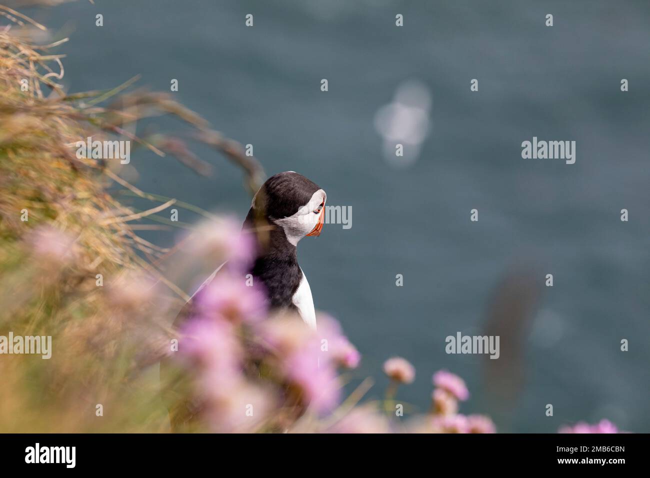 Puffins, RSPB Fowlsheugh, Aberdeenshire, Scotland Stock Photo - Alamy