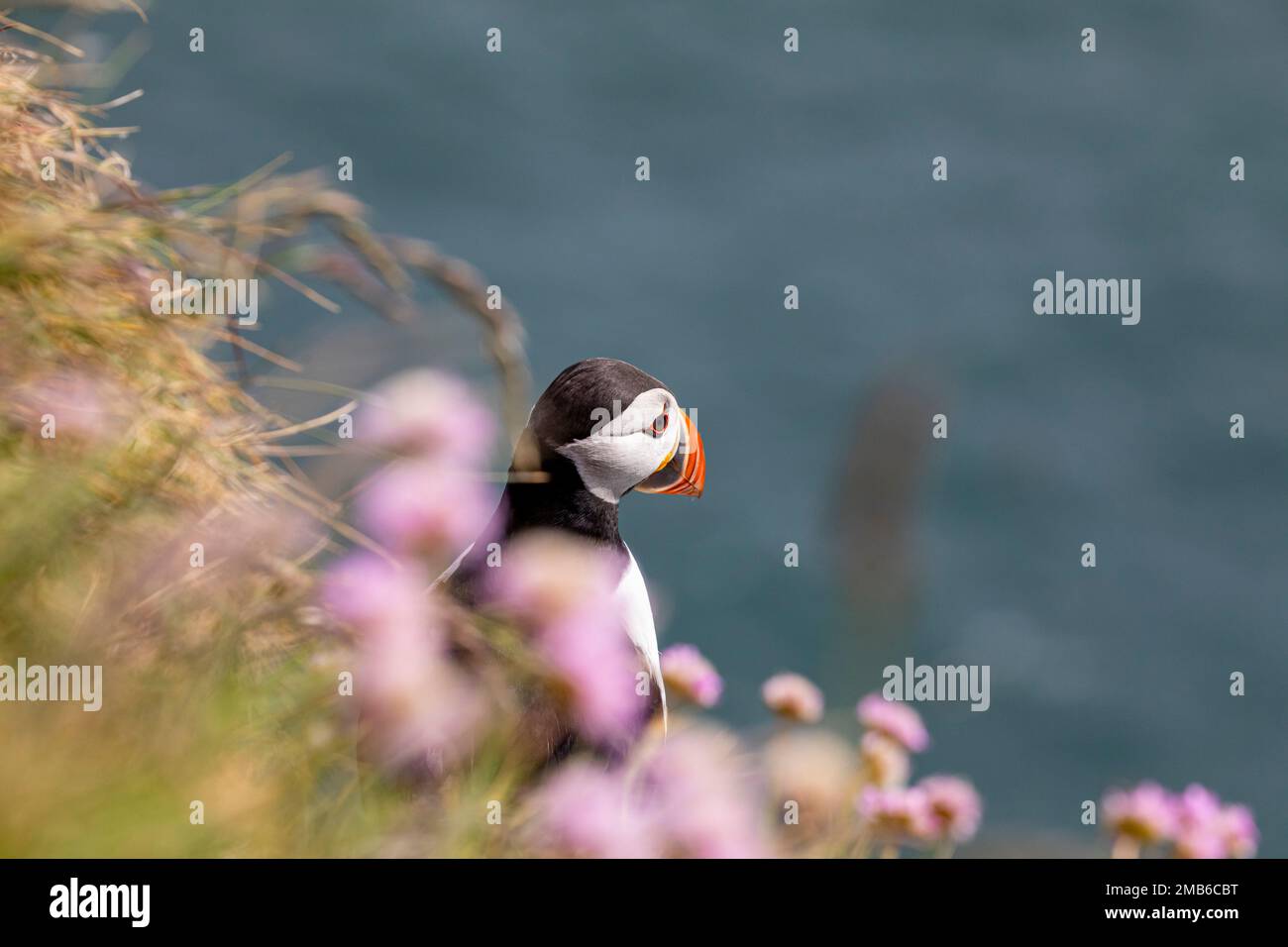 Rspb fowlsheugh puffin hi-res stock photography and images - Alamy