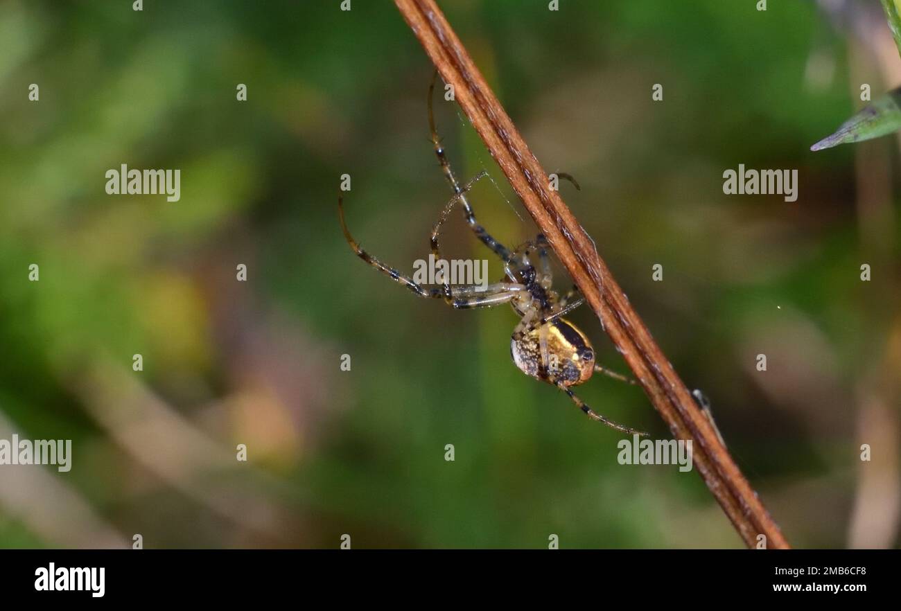 the spider begins to build a spider web Stock Photo - Alamy