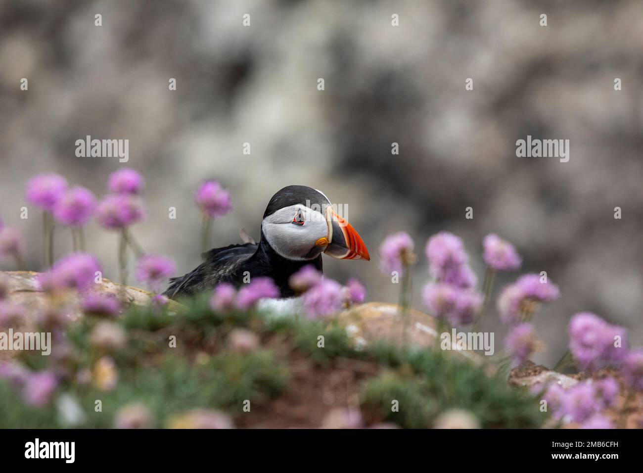 Puffins, RSPB Fowlsheugh, Aberdeenshire, Scotland Stock Photo - Alamy