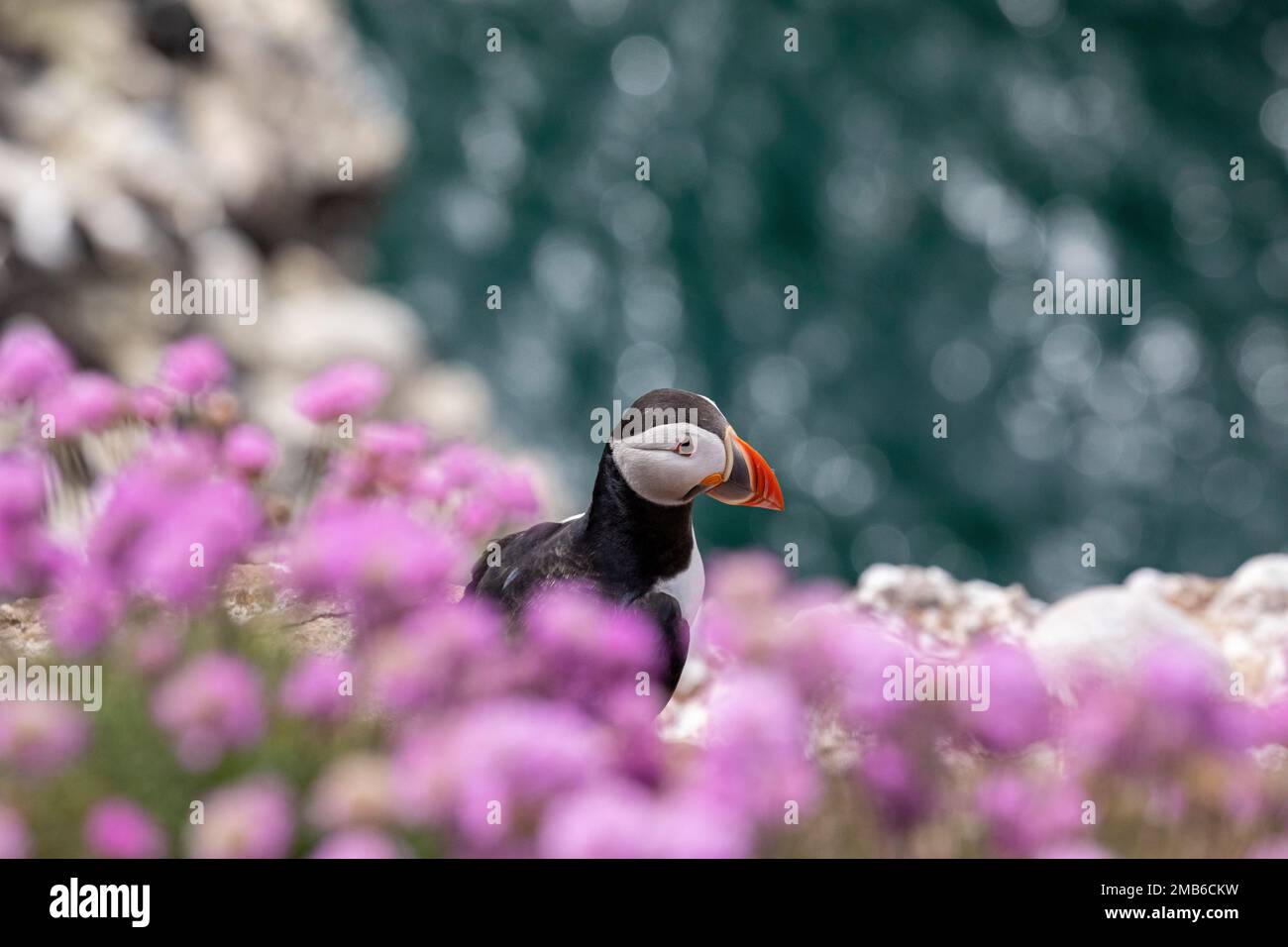 Puffin rspb fowlsheugh hi-res stock photography and images - Alamy