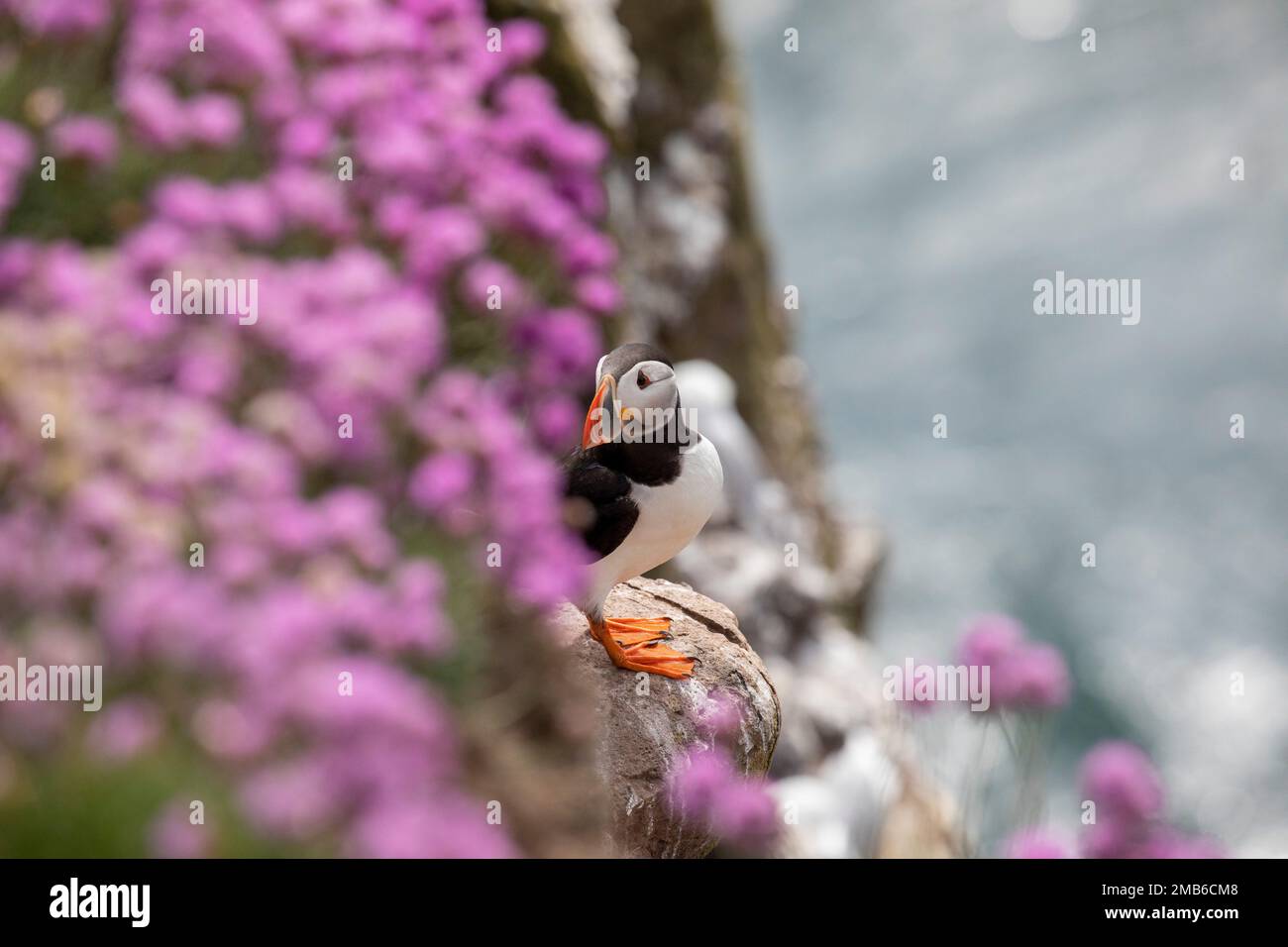 Puffin rspb fowlsheugh hi-res stock photography and images - Alamy