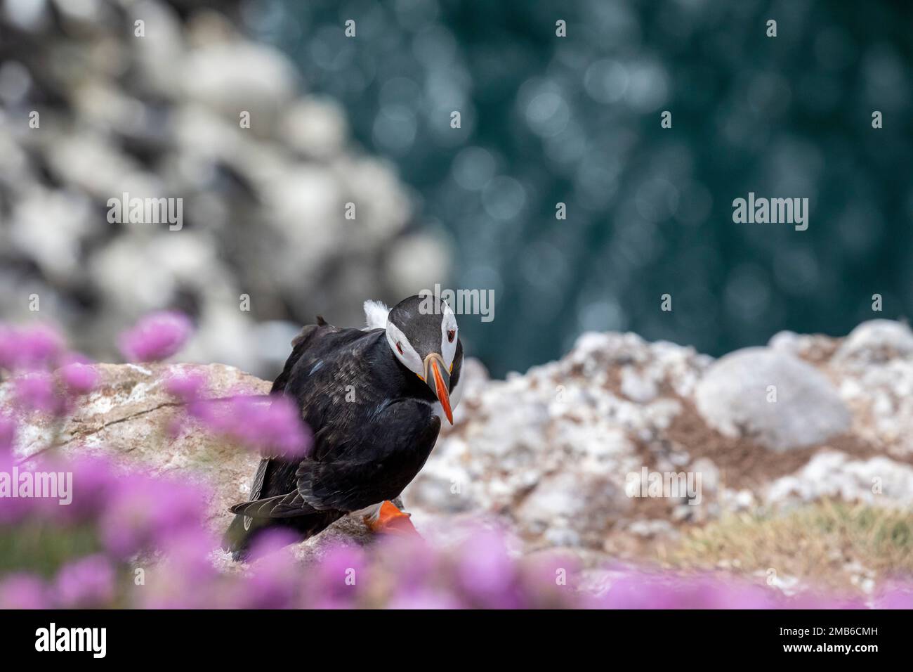 Puffins, RSPB Fowlsheugh, Aberdeenshire, Scotland Stock Photo - Alamy