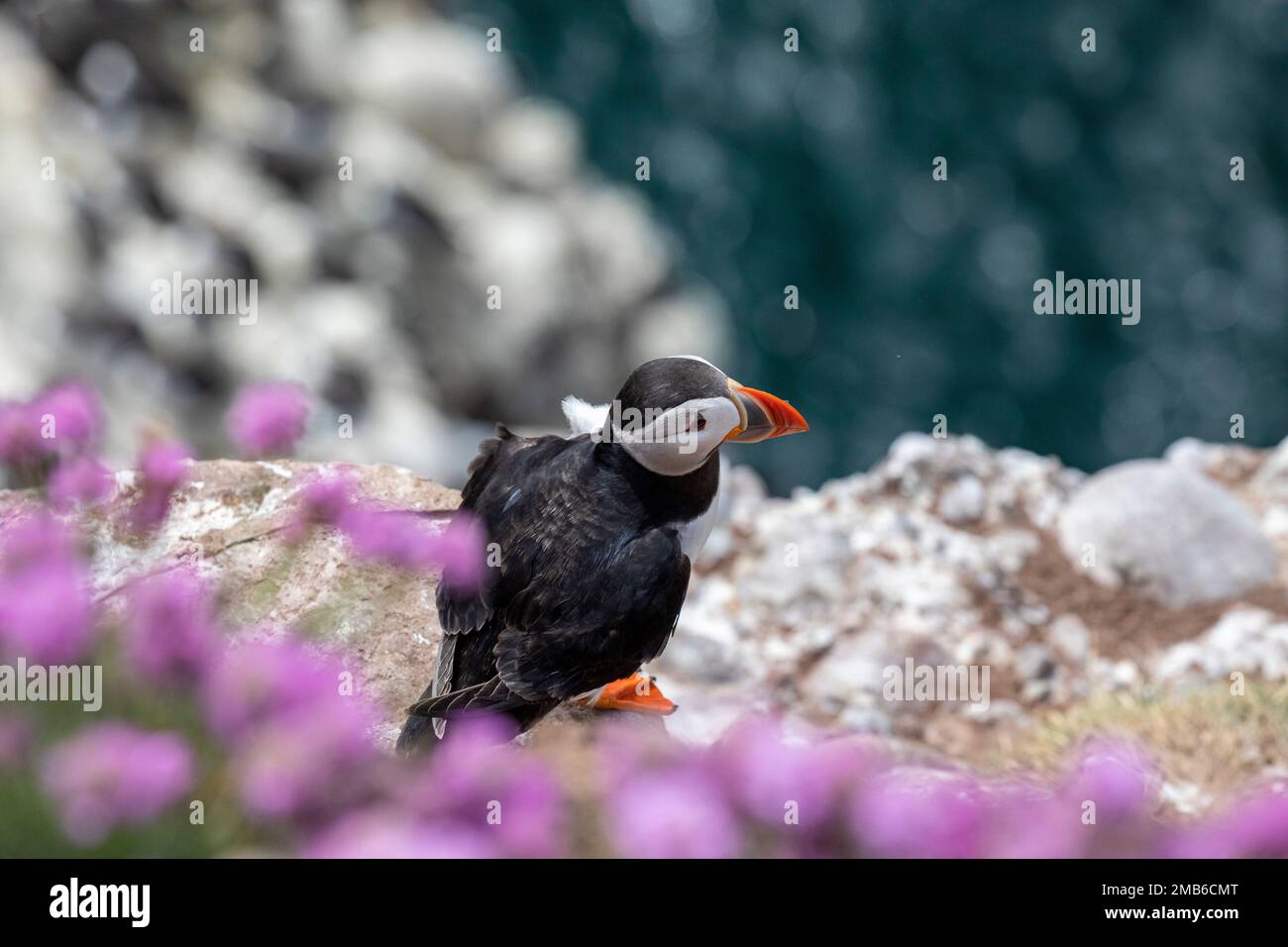 Puffins, RSPB Fowlsheugh, Aberdeenshire, Scotland Stock Photo - Alamy
