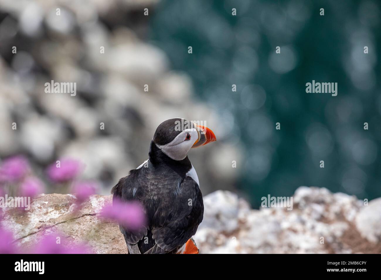Puffins, RSPB Fowlsheugh, Aberdeenshire, Scotland Stock Photo - Alamy