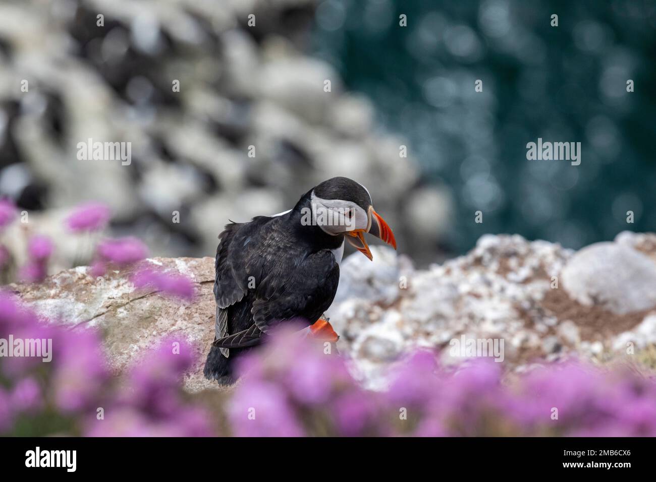 Puffin rspb fowlsheugh hi-res stock photography and images - Alamy