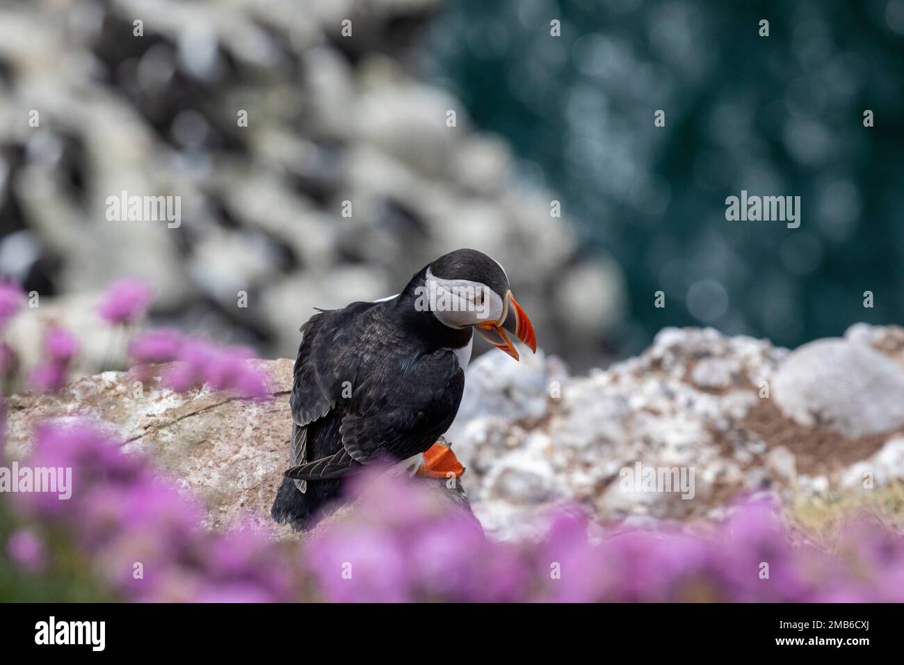 Rspb fowlsheugh puffin hi-res stock photography and images - Alamy