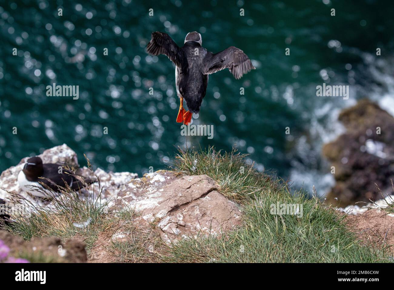 Rspb fowlsheugh puffin hi-res stock photography and images - Alamy