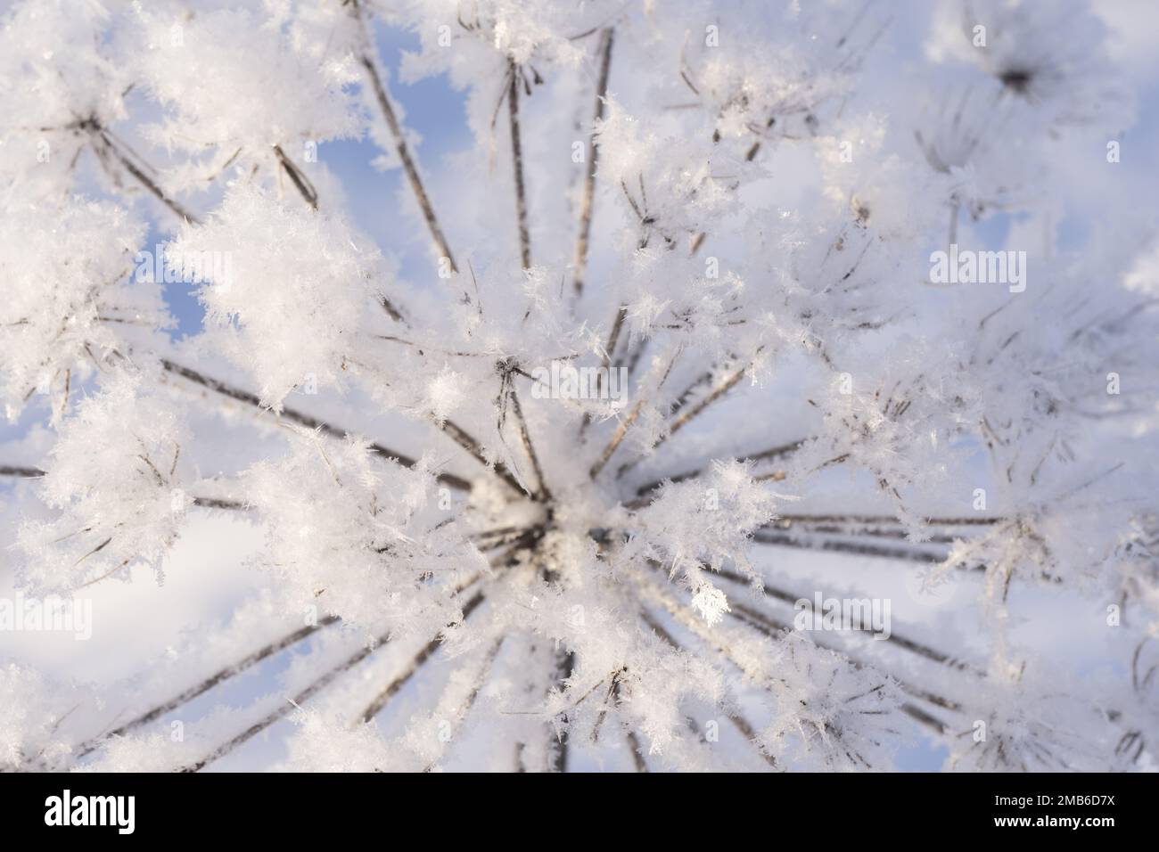 Winter scene frozenned flower hi-res stock photography and images - Alamy