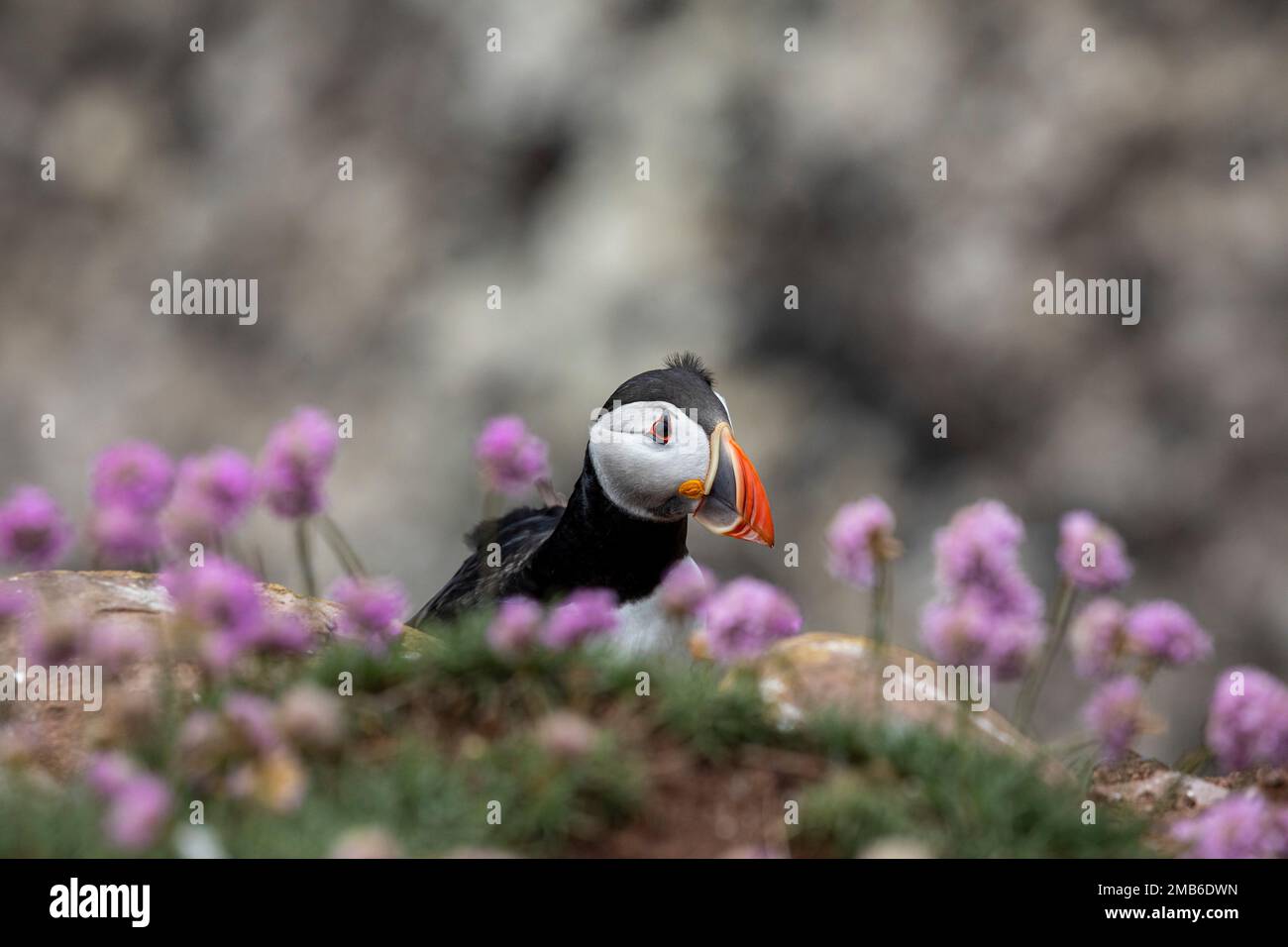 Rspb fowlsheugh puffin hi-res stock photography and images - Alamy