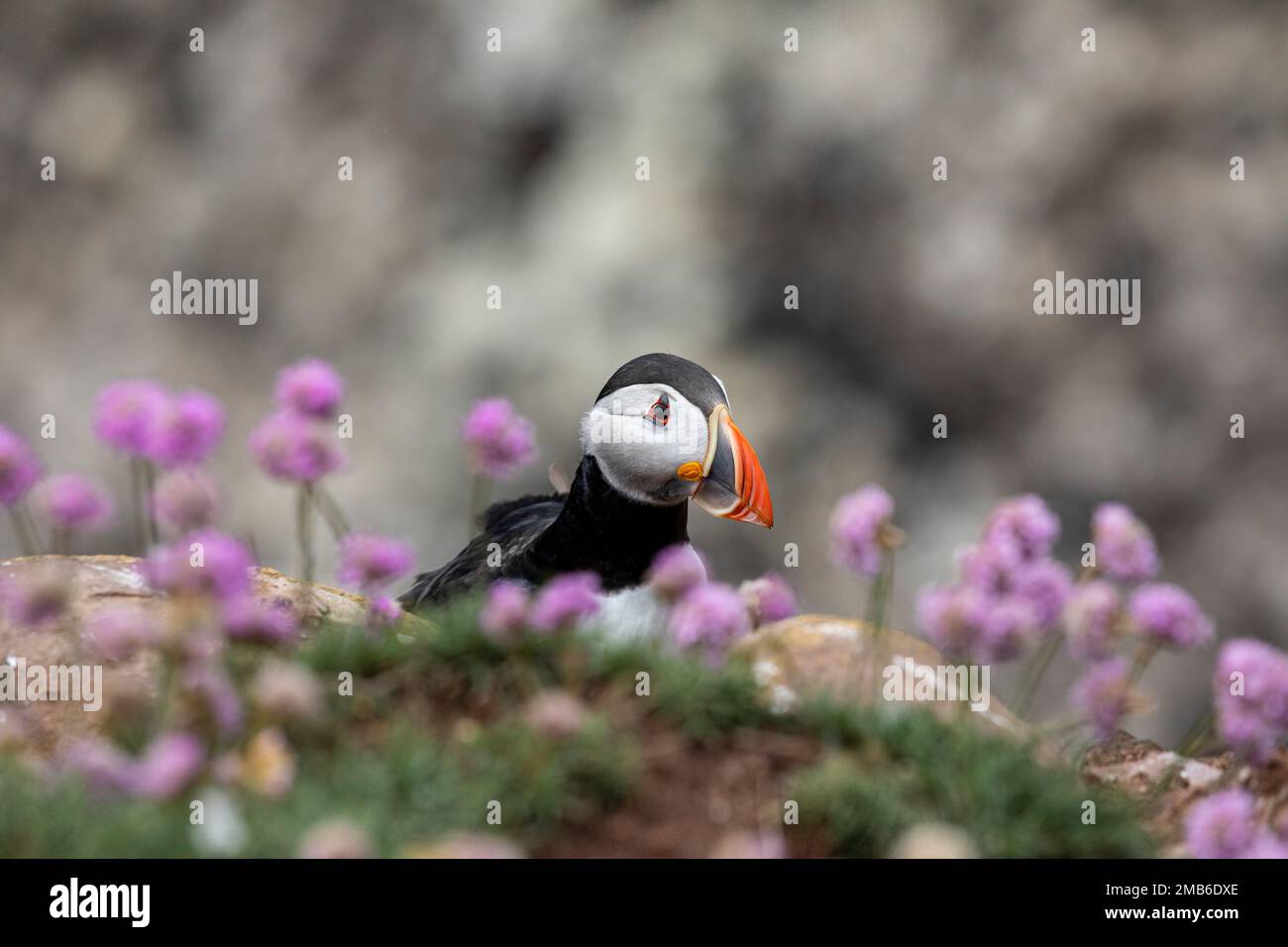 Rspb fowlsheugh puffin hi-res stock photography and images - Alamy