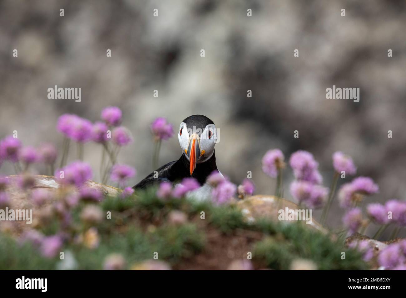 Puffins, RSPB Fowlsheugh, Aberdeenshire, Scotland Stock Photo - Alamy